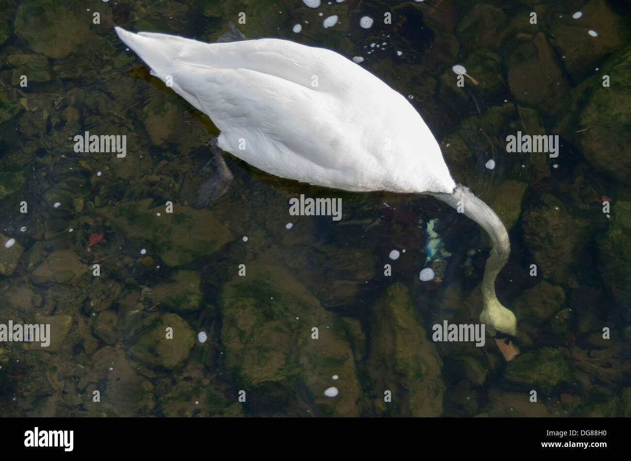 Swan dipping for food Stock Photo - Alamy