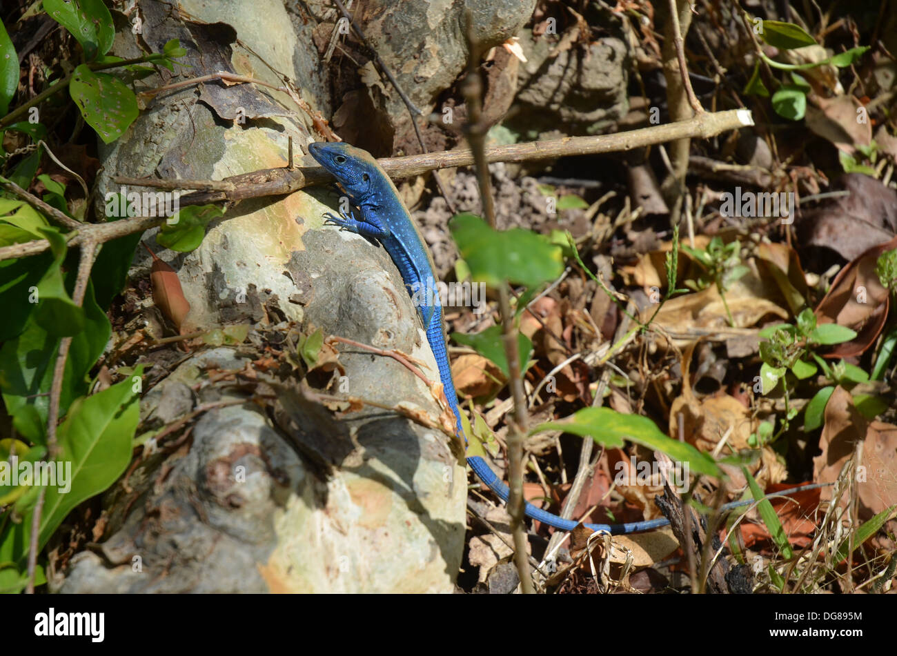 A blue lizard resting on a tree trunk on Providencia island, a ...