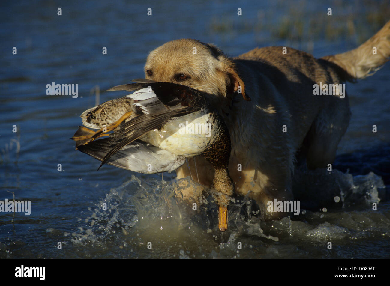 Lab retrieving duck hi-res stock photography and images - Alamy