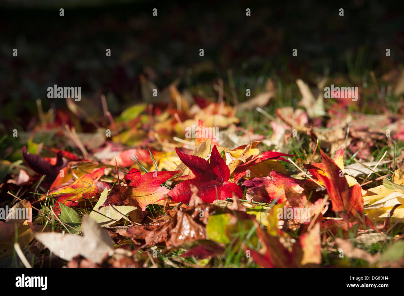 Bournemouth, Dorset, UK. 16th October 2013. Autumn leaves Credit: John ...