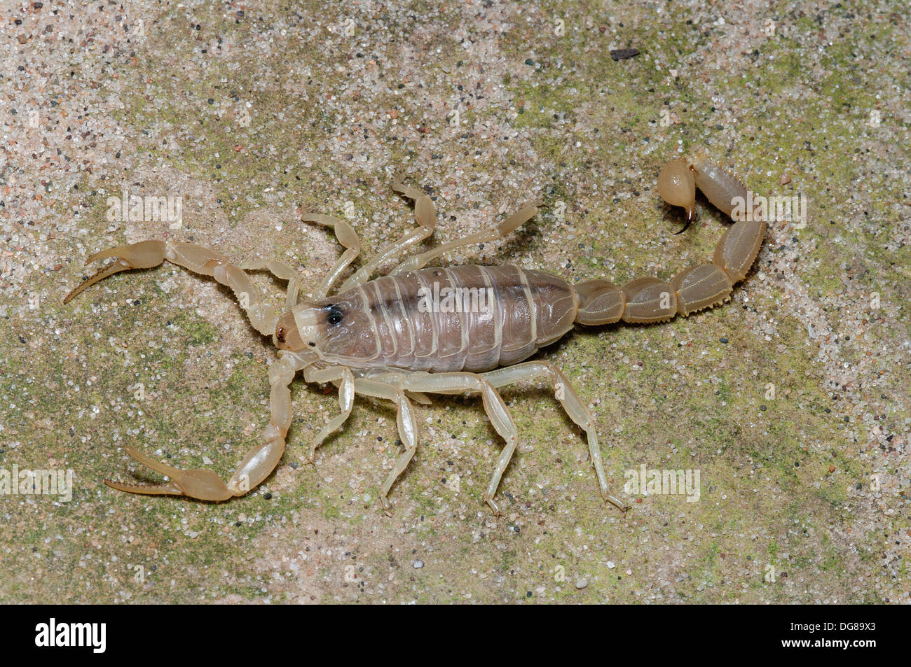 Egytian Sand Scorpion, Buthacus arenicola, scorpion, arachnid Stock ...
