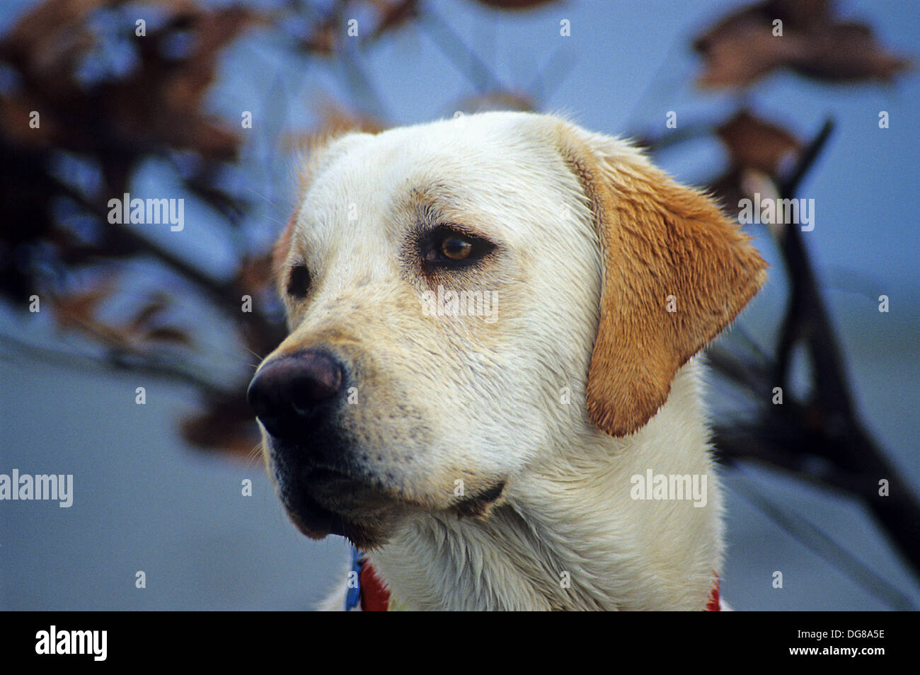 A yellow Labrador Retriever looks for ducks from a hunting blind near ...