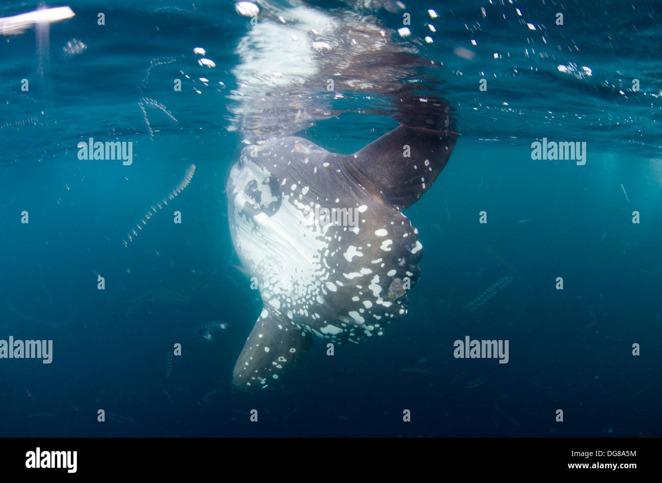 Mola hi-res stock photography and images - Alamy