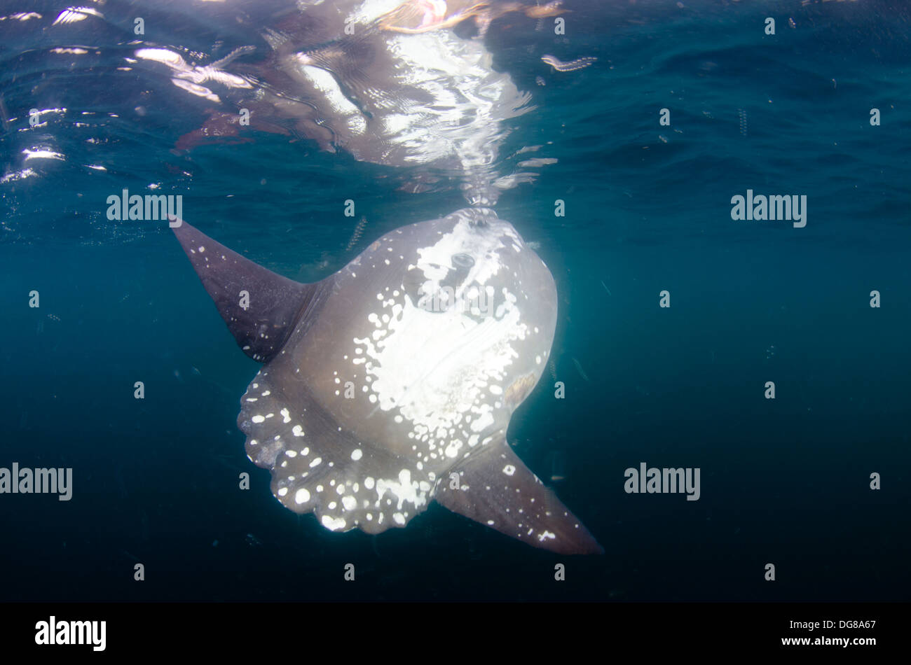 Giant sunfish mola mola close hi-res stock photography and images - Alamy