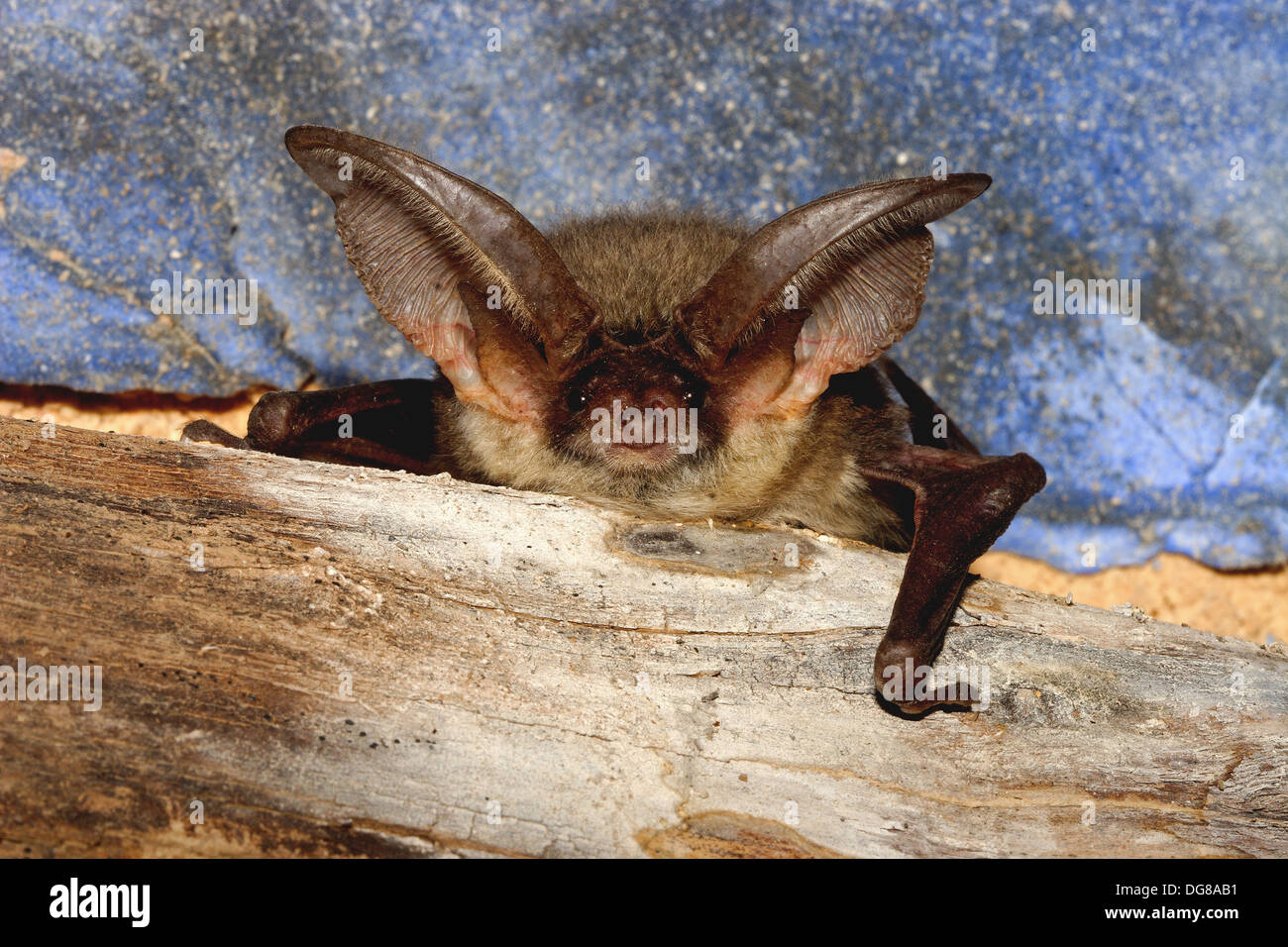 Grey Long Eared Bat High Resolution Stock Photography and Images - Alamy