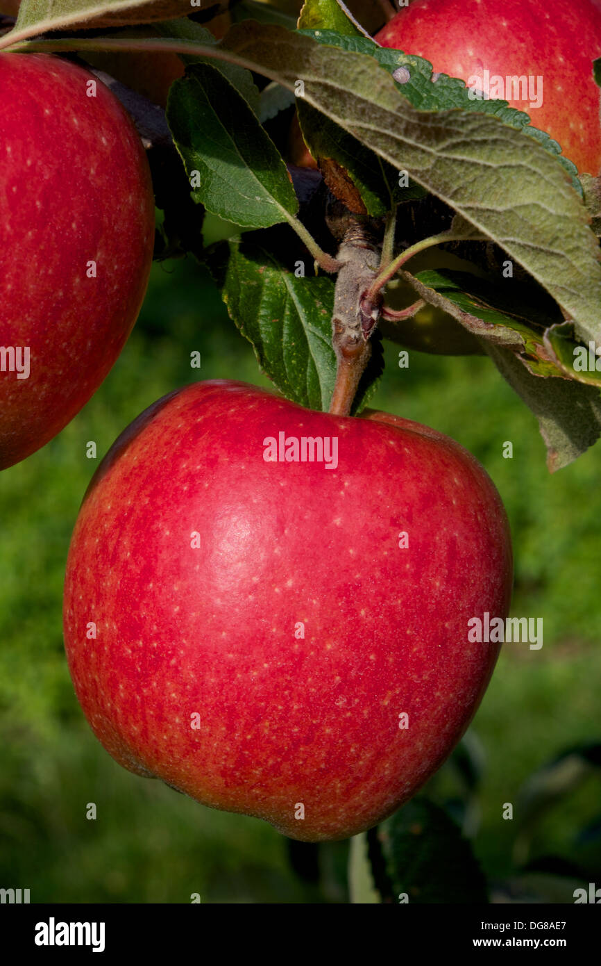 Apple Orchard Kent High Resolution Stock Photography and Images - Alamy