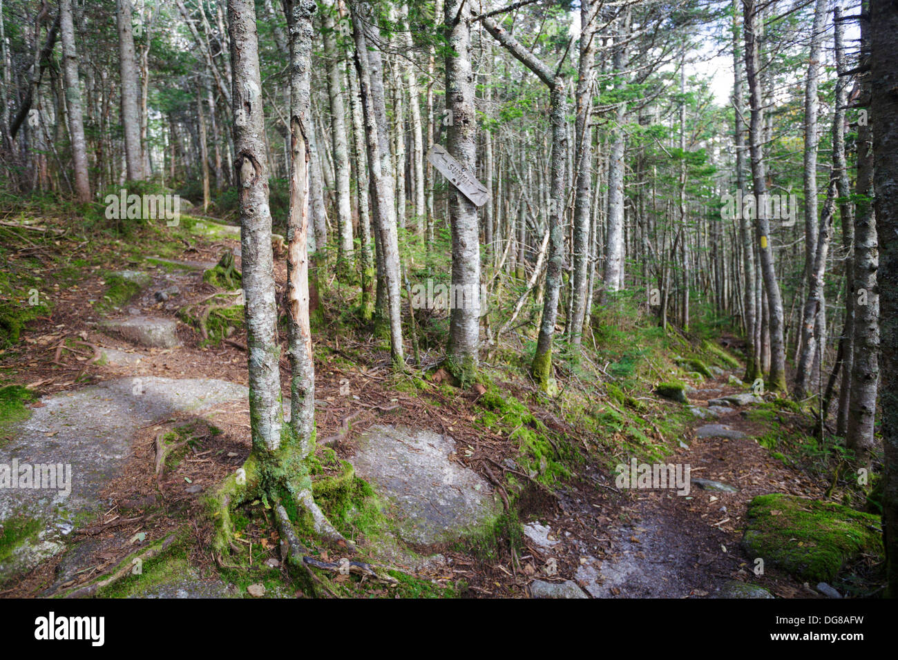 Trail junction along the Mt Tecumseh Trail in the White Mountains, New ...