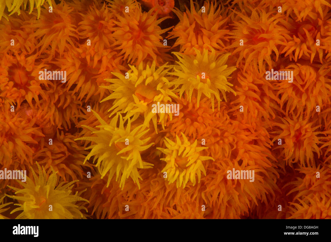 mixed colonies of sun coral species tubastrea coccinea and tubastrea ...