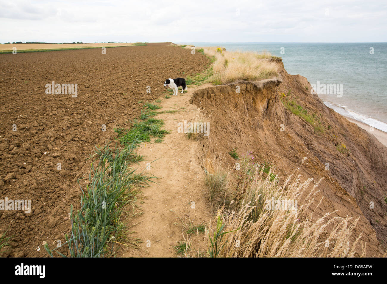 Collapsed coastal cliffs near Aldbrough on Yorkshires East Coast, UK ...