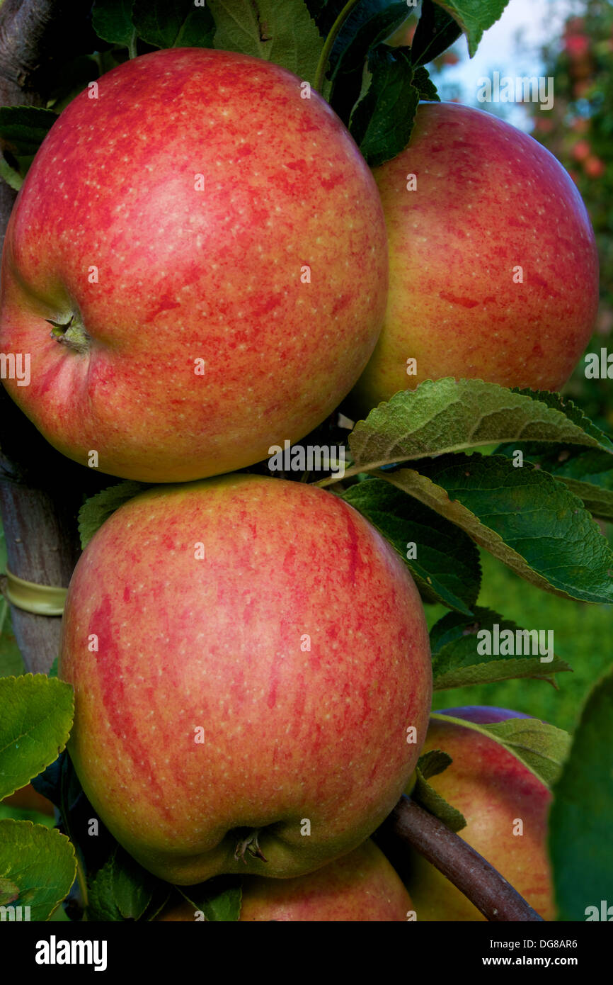 Apple Orchard Kent High Resolution Stock Photography and Images - Alamy