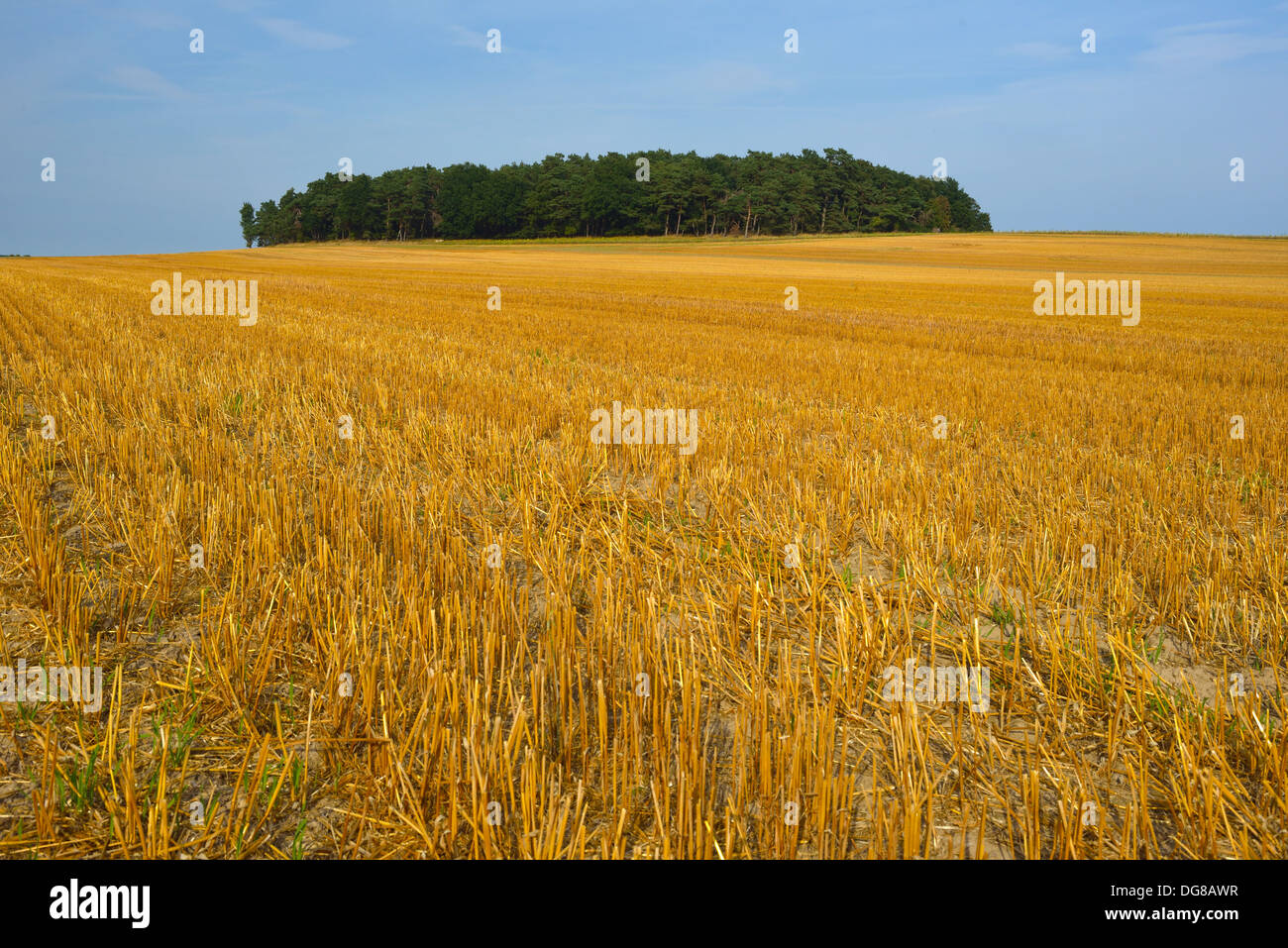 Stubble field near Neuendorf, Usedom Island, Germany Stock Photo - Alamy
