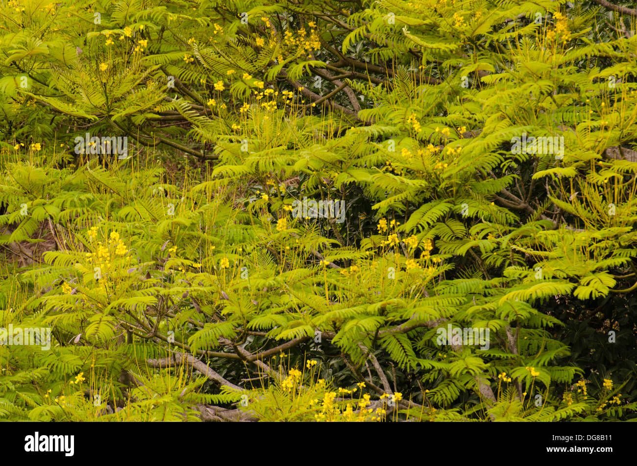 Brazil buzios island hi-res stock photography and images - Alamy