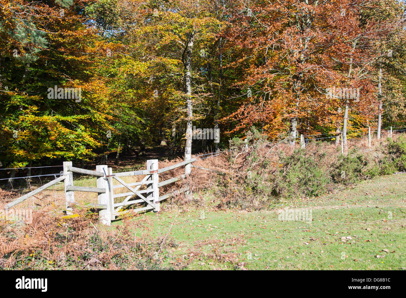 New Forest gate Stock Photo - Alamy