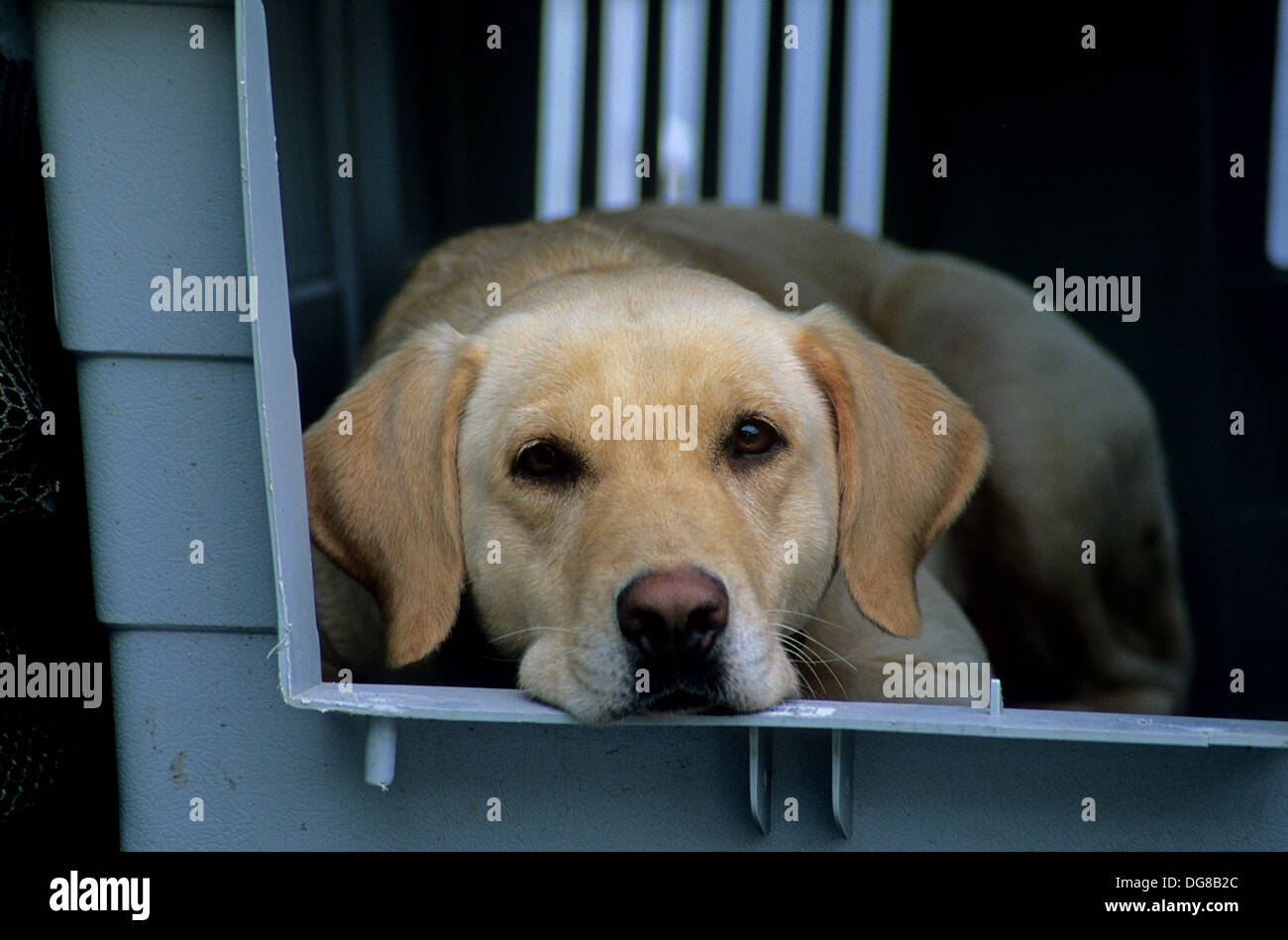 Yellow Labrador Retriever dog waits in a truck for the duck hunting to ...