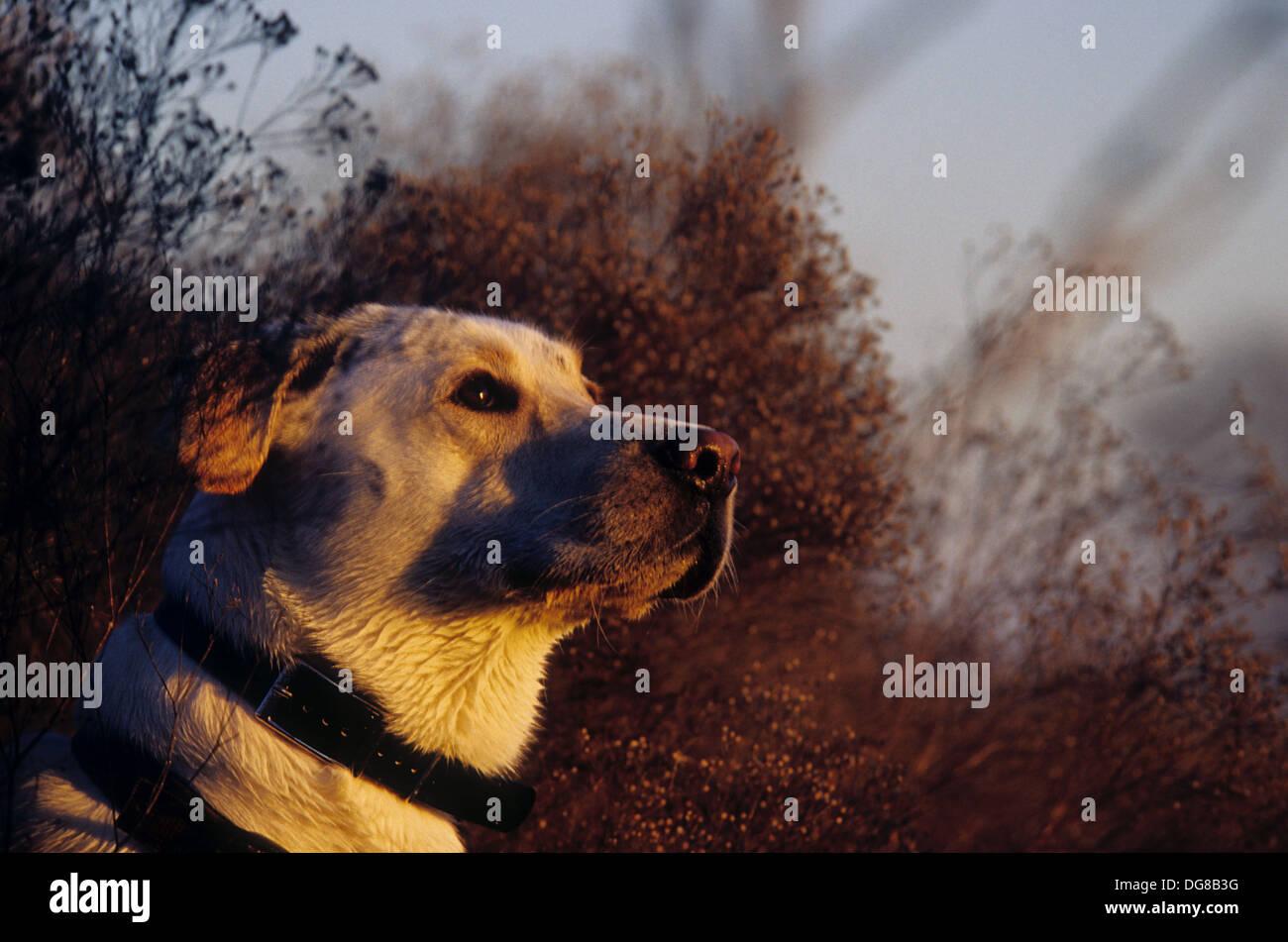 Yellow Labrador Retriever dog watching for ducks while duck hunting ...