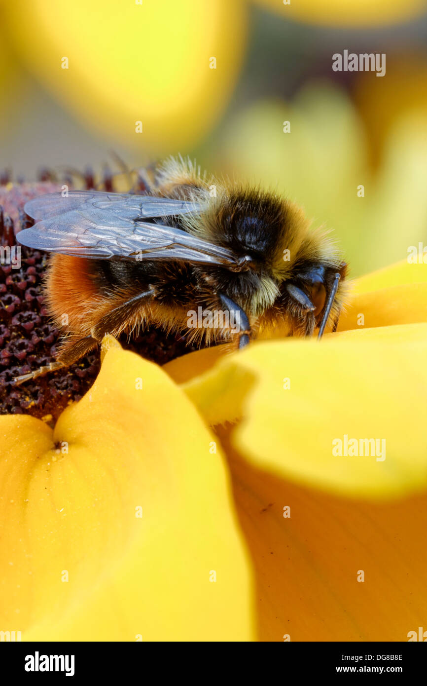 Bumblebee on Rudbeckia 'Indian summer' flower head (Black-eyed Susan ...