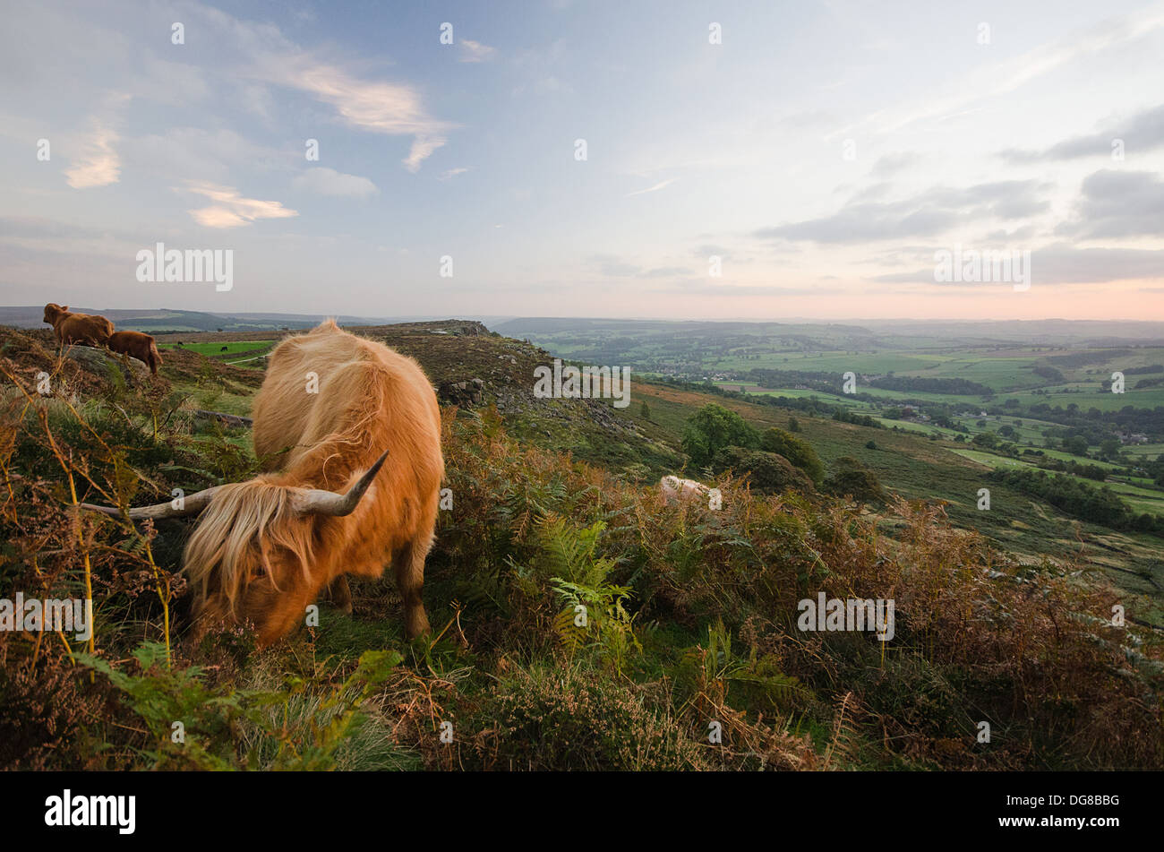 Highland Cattle grazing at sunset in the Peak District Stock Photo - Alamy