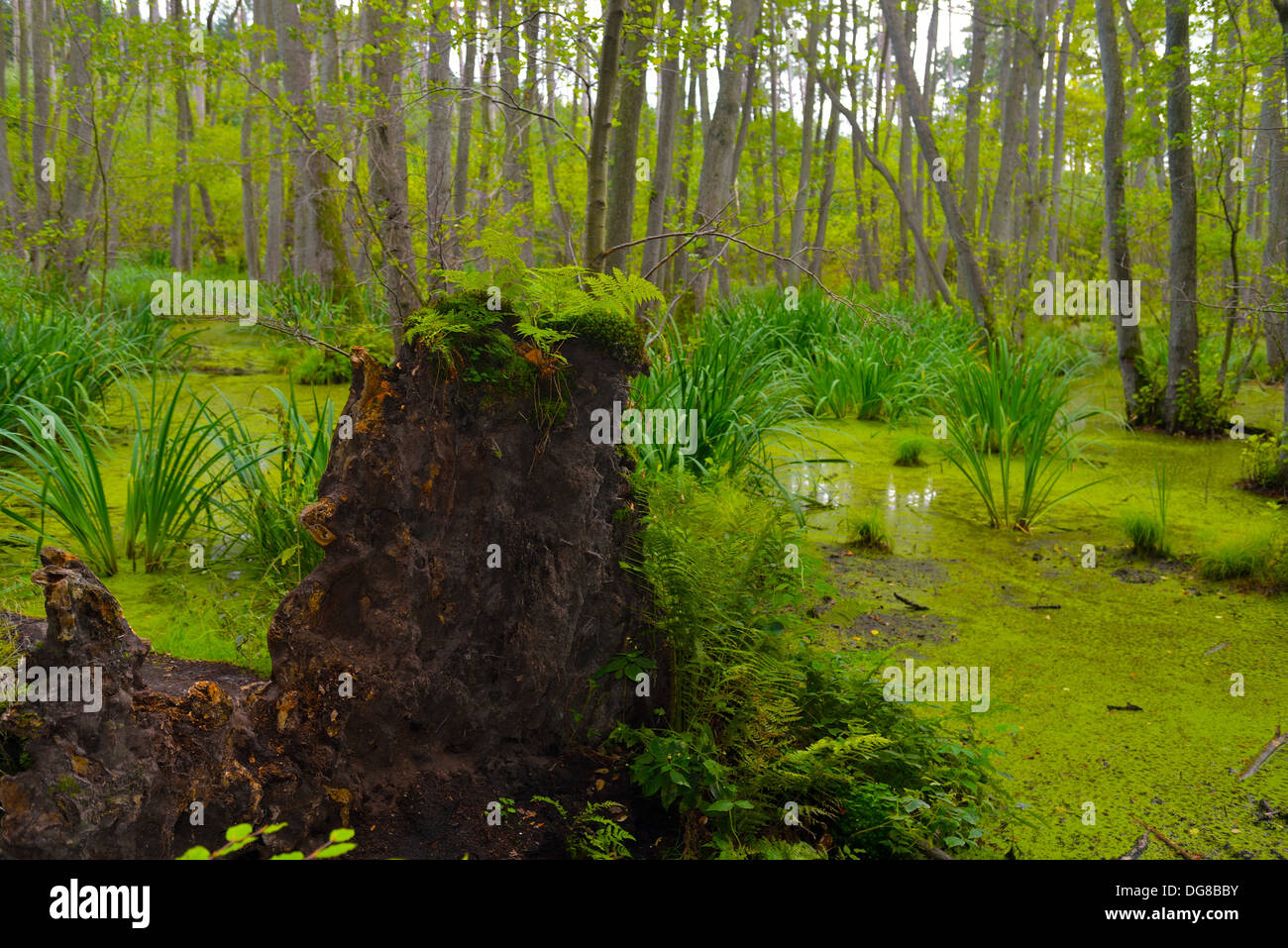 Swamp near Basin, Usedom Island Stock Photo - Alamy