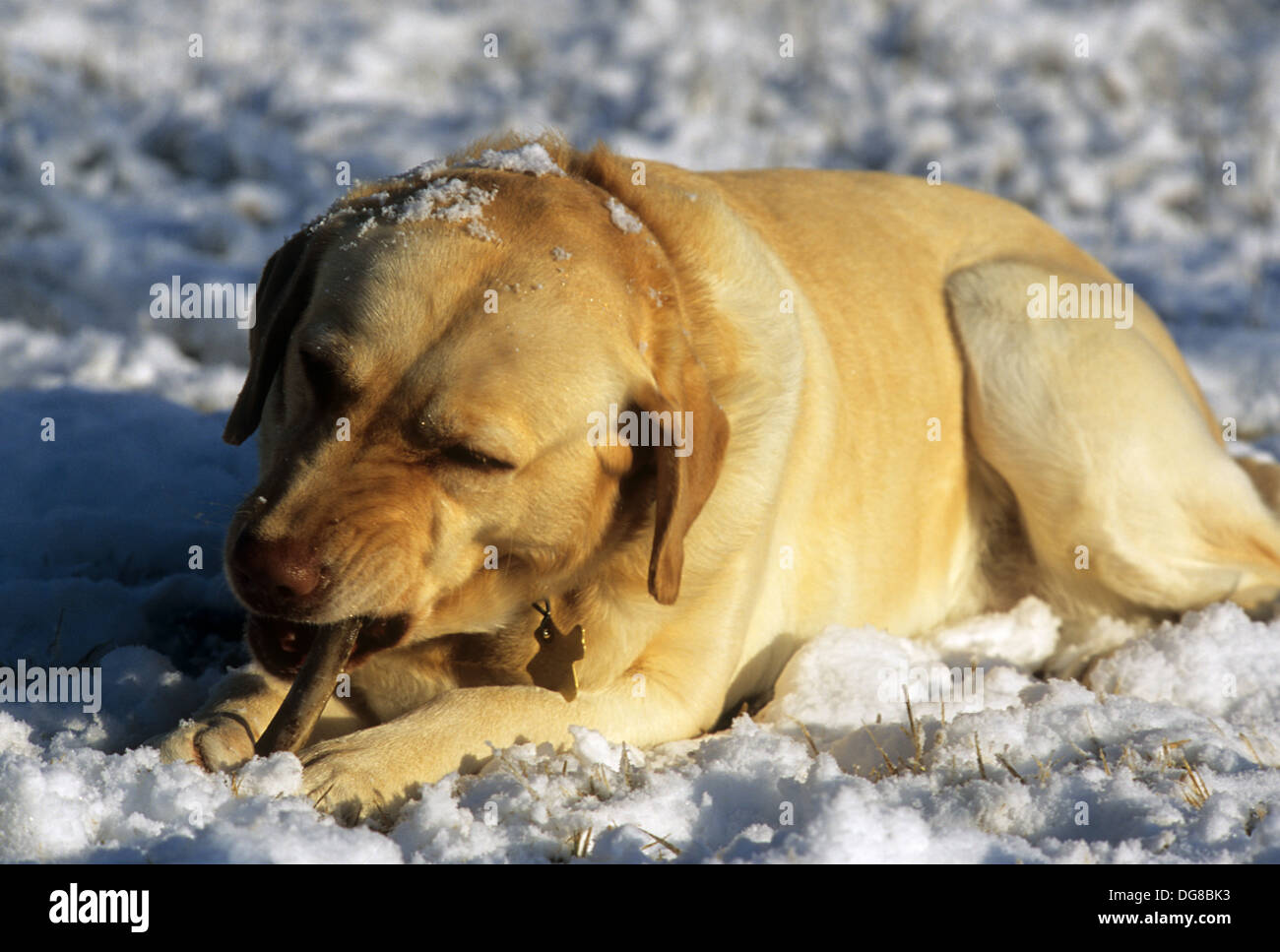Yellow Labrador Retriever dog playing in snow near Austin Texas Stock ...