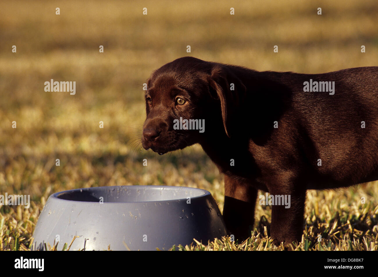 A chocolate Labrador Retriever puppy dog drinking water from a bowl ...