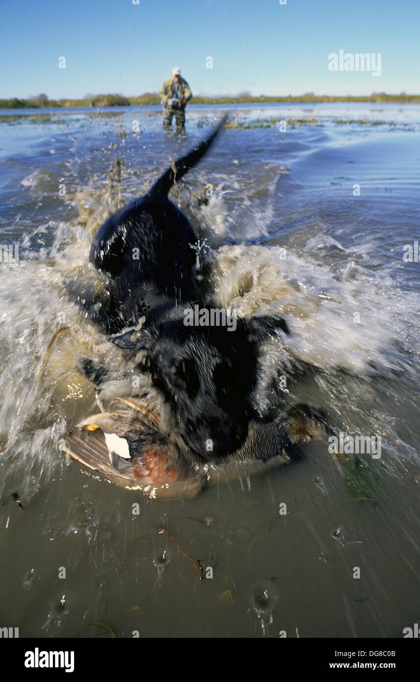 Black lab with duck hi-res stock photography and images - Alamy