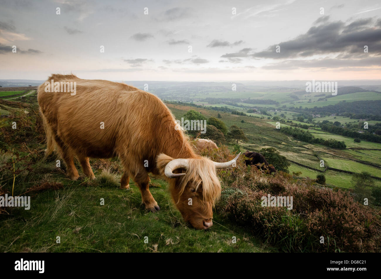 Peak district highland cattle hi-res stock photography and images - Alamy