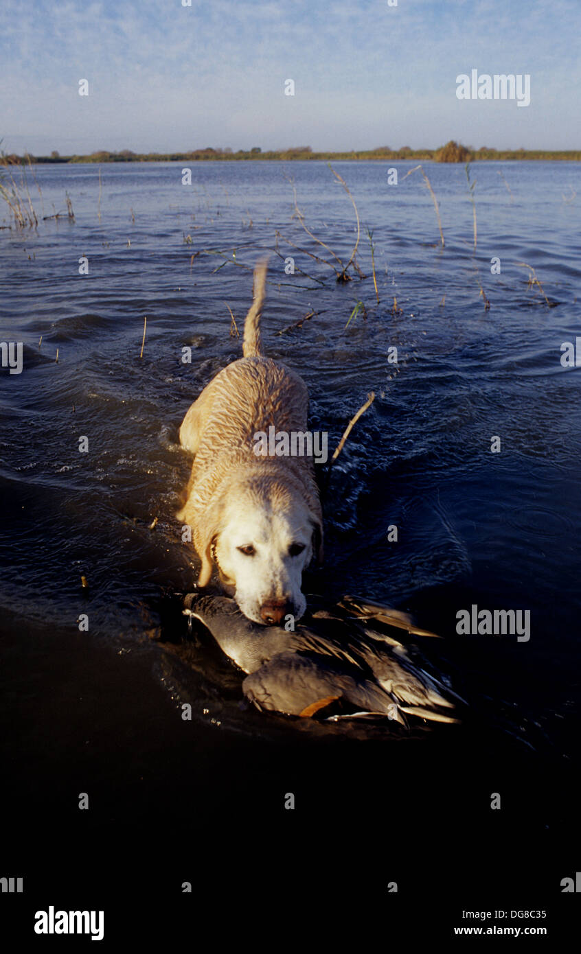 A yellow Labrador Retriever fetches a Northern Pintail duck (Anas acuta ...