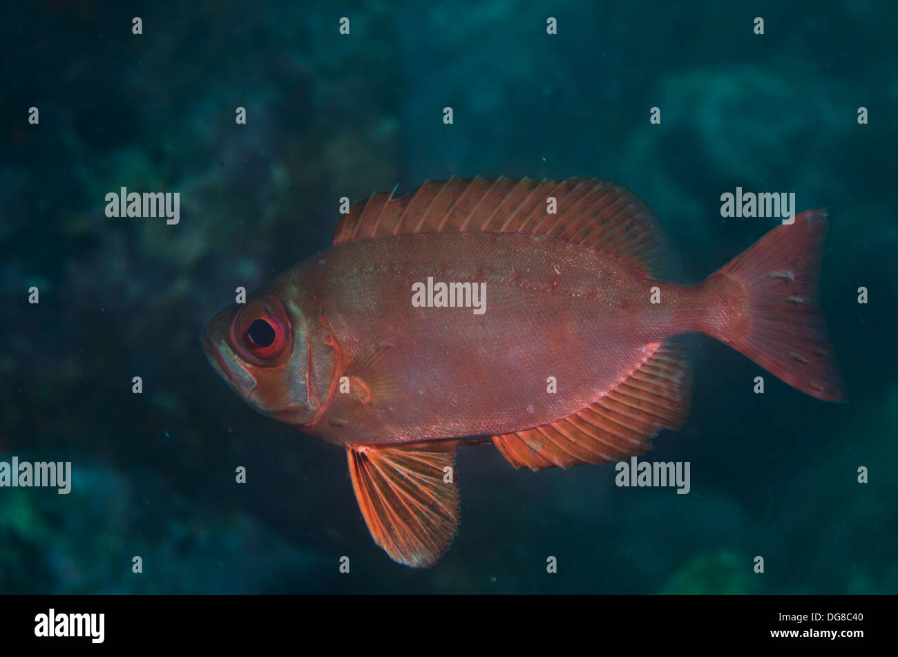 priacanthus cruentatus underwater, fish from Buzios Island, Ilhabela ...