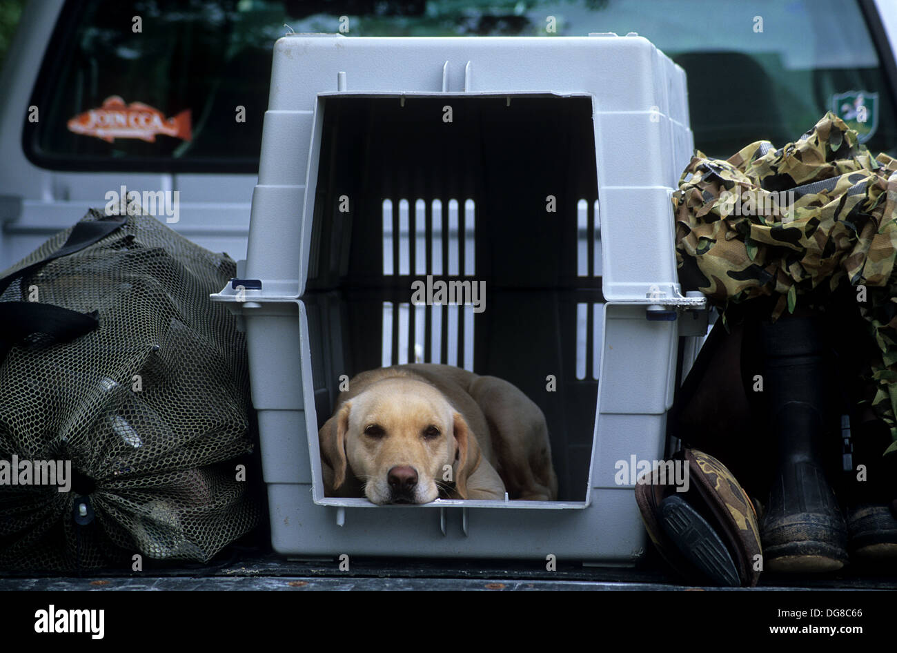 Labrador in crate hi-res stock photography and images - Alamy