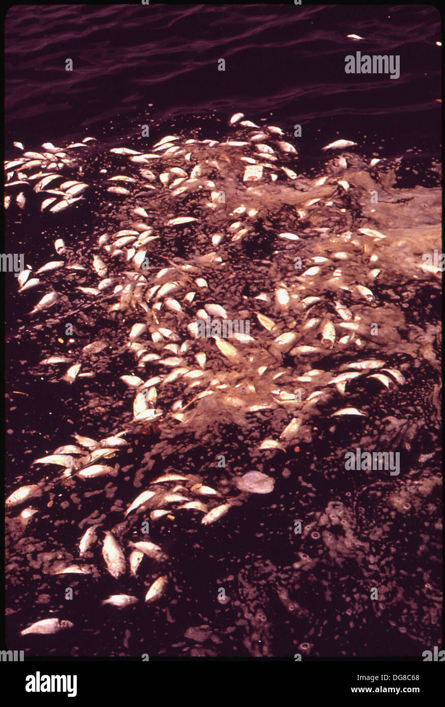 This photograph shows dead menhaden fish floating along the tide line ...