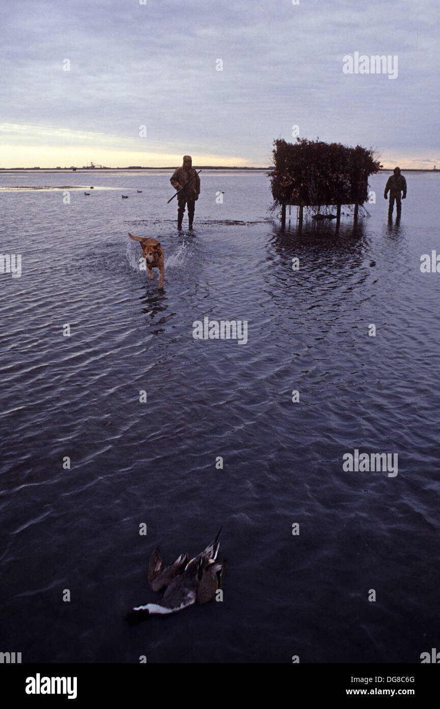 Men duck hunting labrador retriever hi-res stock photography and images ...