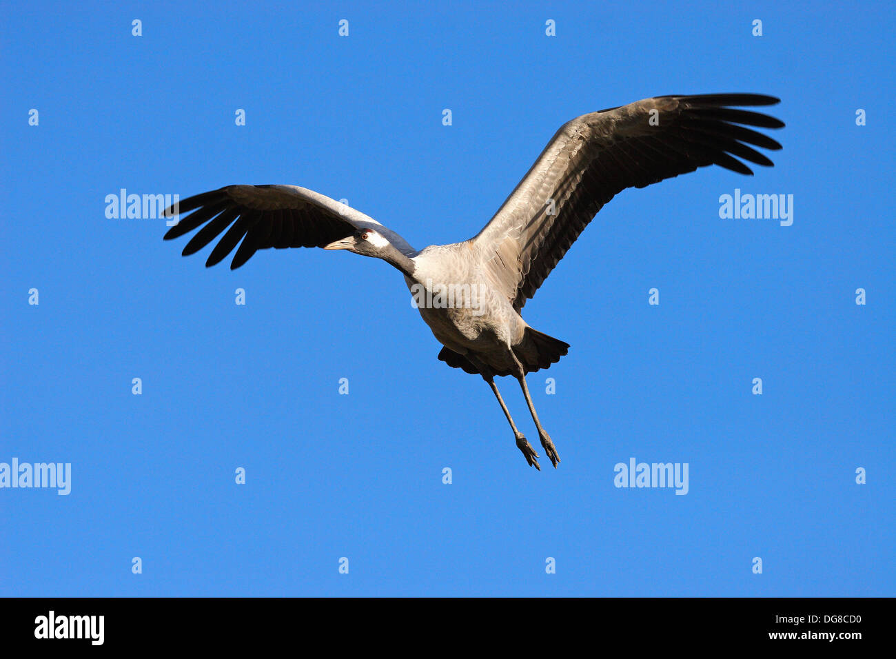 Common crane wingspan hi-res stock photography and images - Alamy
