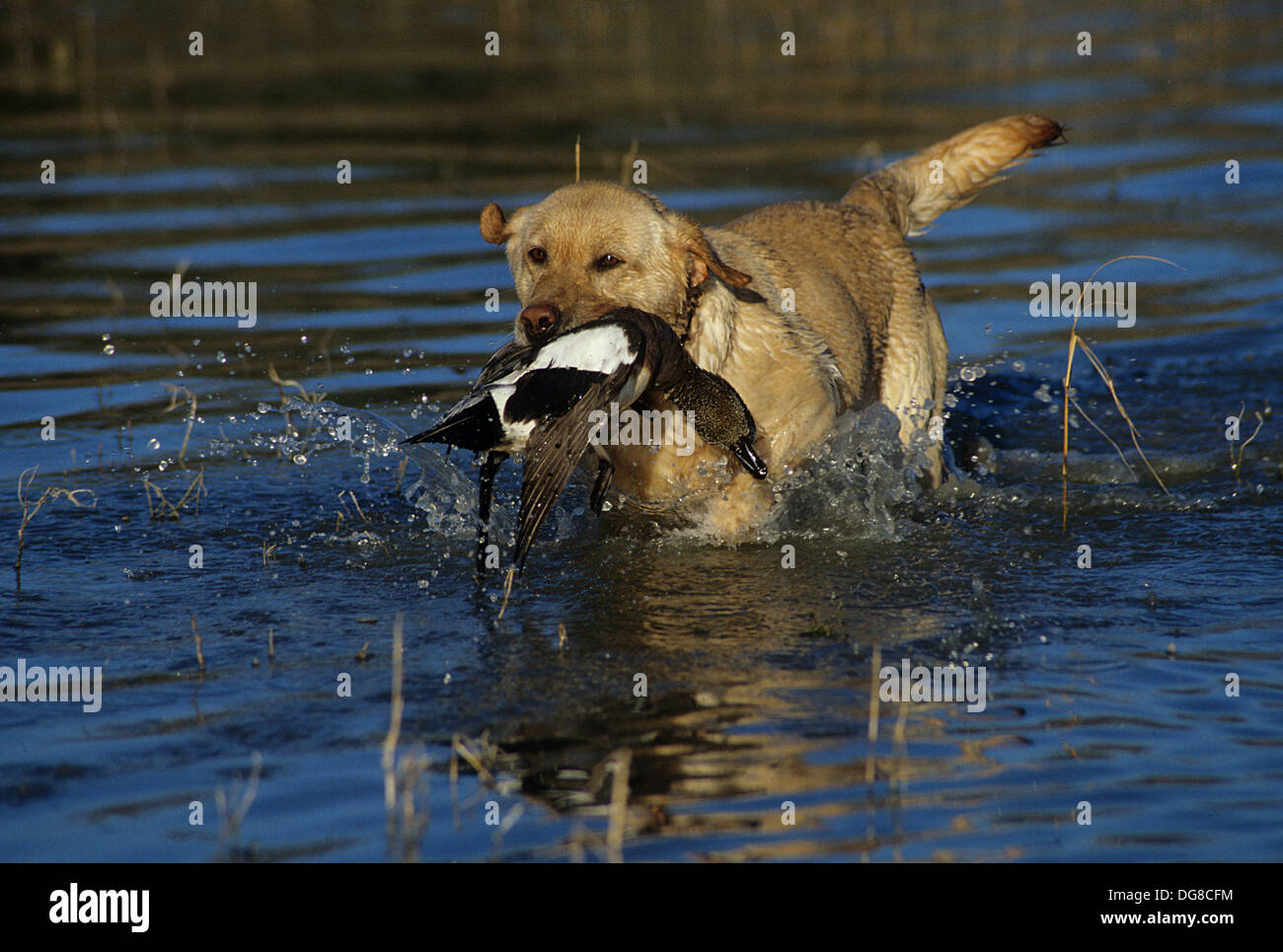 Yellow labrador retrieving duck hi-res stock photography and images - Alamy