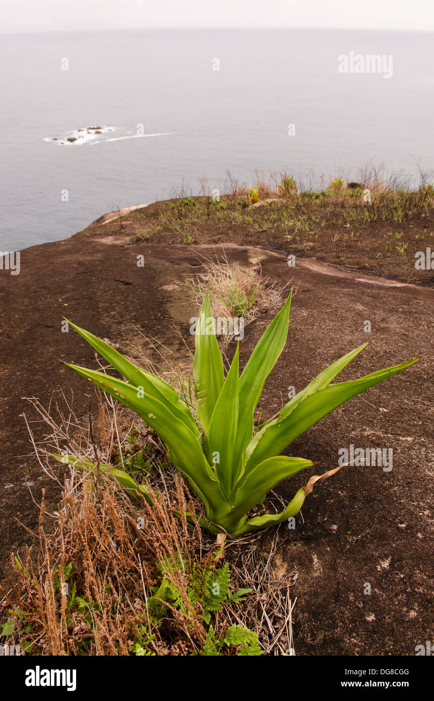 Local Vegetation details at Buzios island, Ilhabela, Sao Paulo, Brazil ...