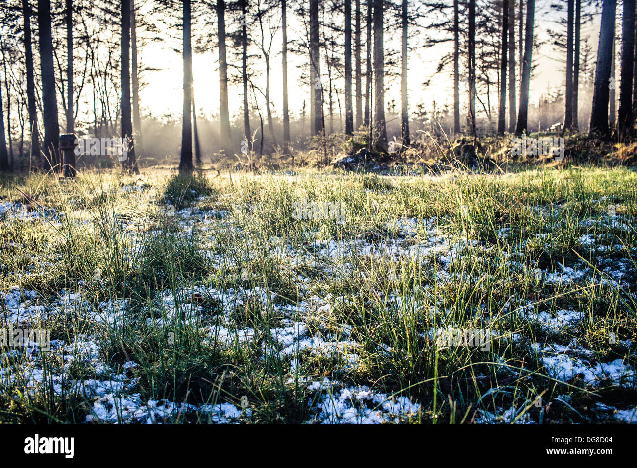 Forest landscape in the Highlands of Scotland Stock Photo - Alamy