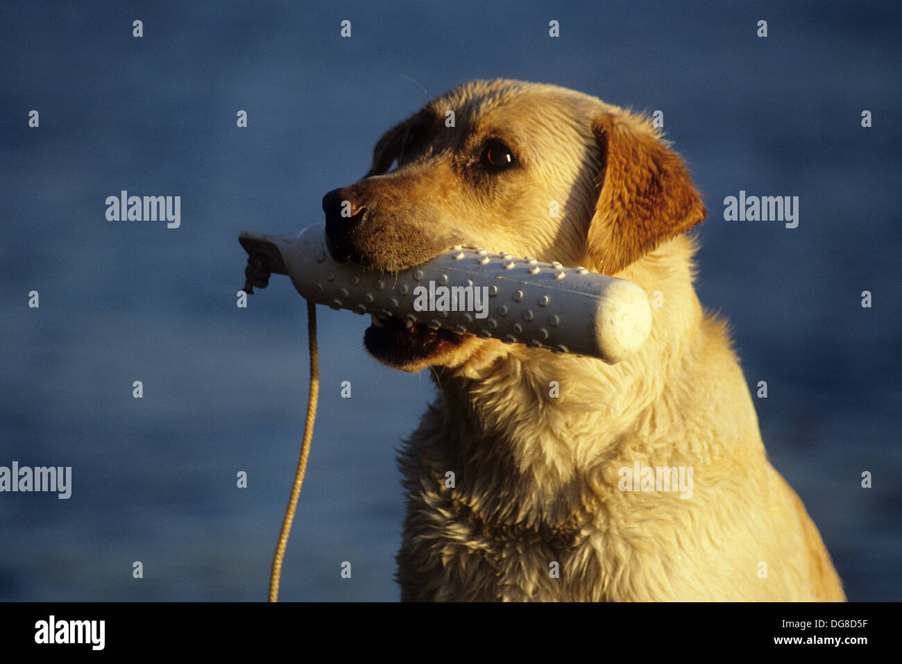 Lab retrieving training dummy hi-res stock photography and images - Alamy