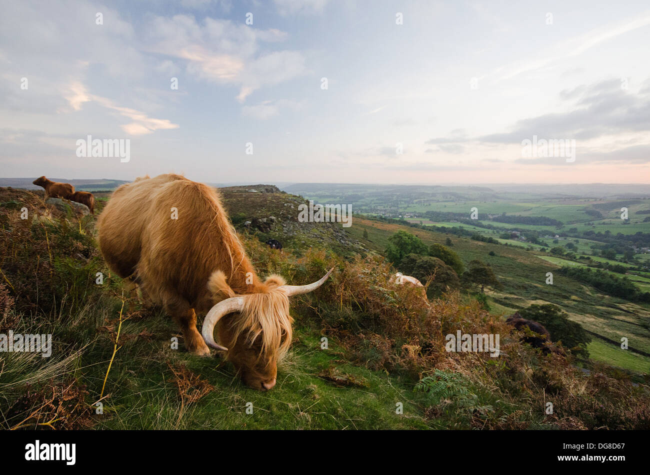 Highland Cattle grazing at sunset in the Peak District Stock Photo - Alamy