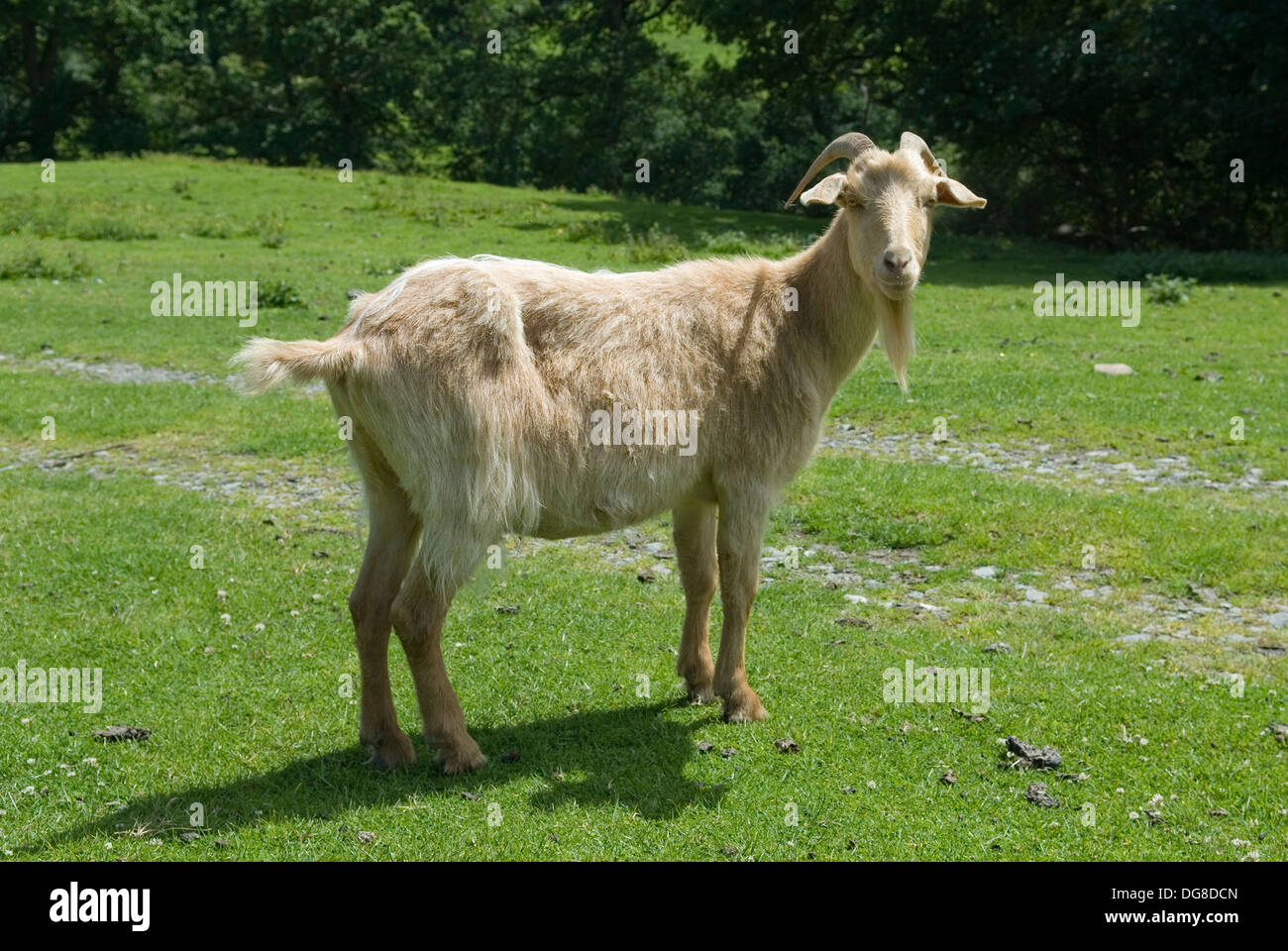 Goat b hi-res stock photography and images - Alamy