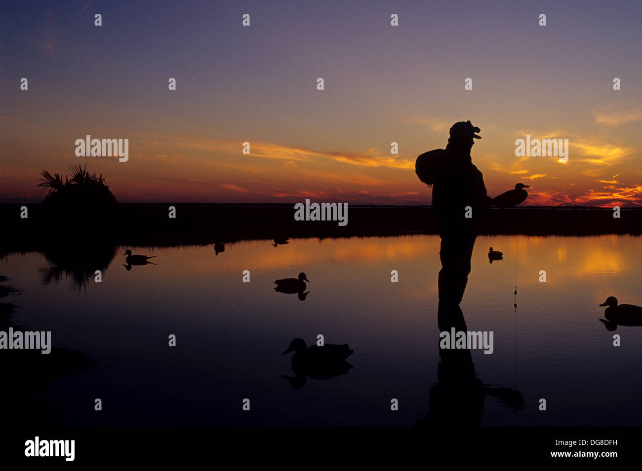 Duck hunter picks up his decoys in the marsh at sunset while hunting ...