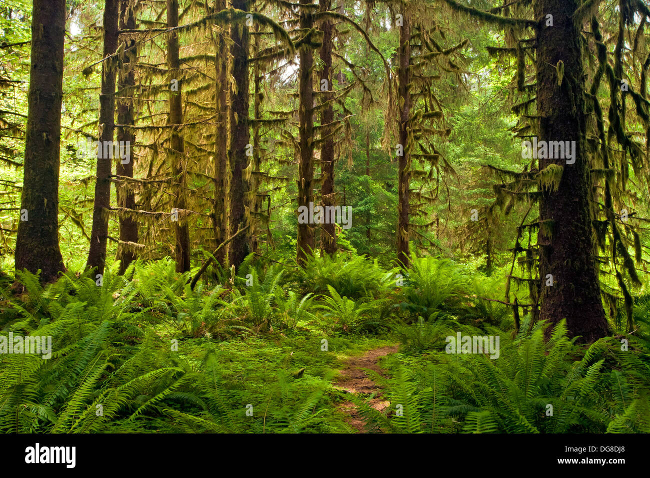 Moss hanging off trees along South Fork Hoh River Trail at Big Flats in ...