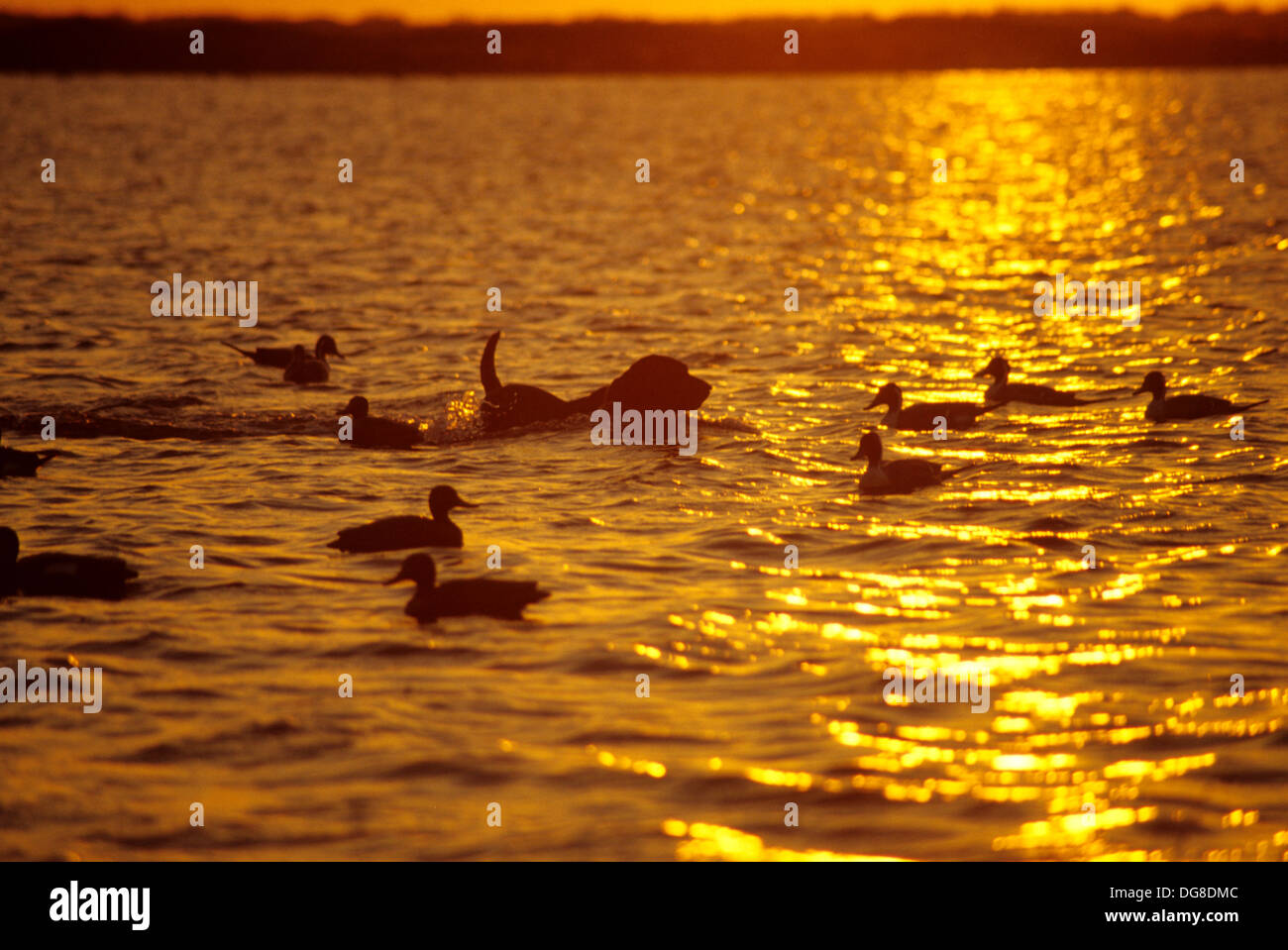 A black Labrador Retriever swims through the decoys for a duck near ...