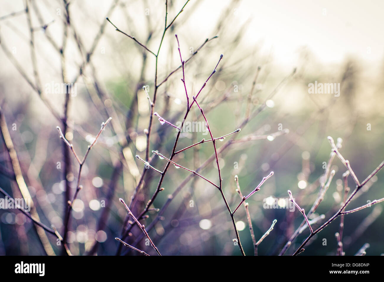 Branches hanging in water hi-res stock photography and images - Alamy