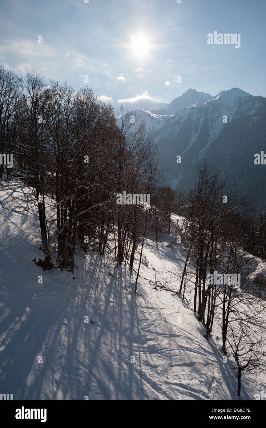 Trees, mountains and snow in the Alps Stock Photo - Alamy