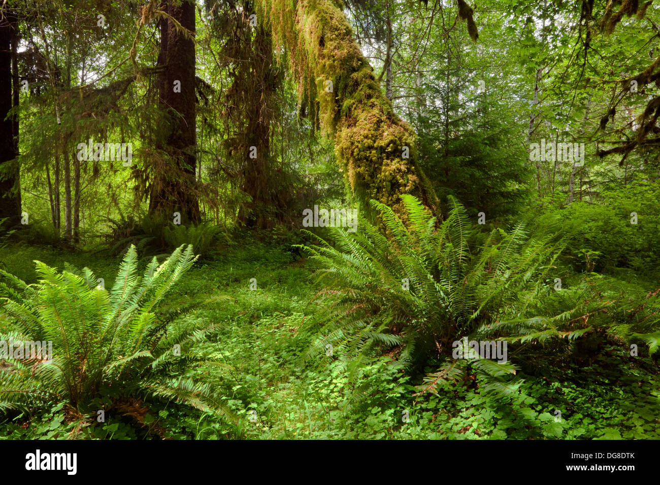 Moss covered trees along the South Fork Hoh River Trail near Big Flats ...