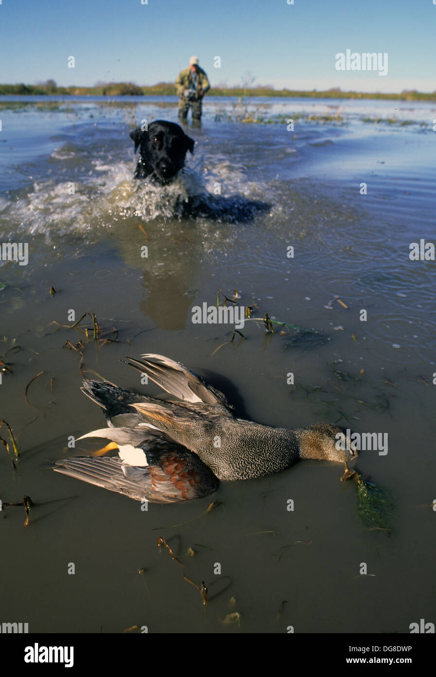 Black lab with duck hi-res stock photography and images - Alamy