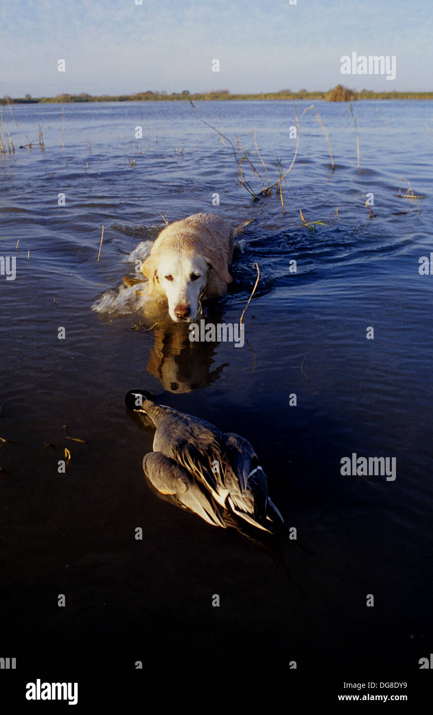 A yellow Labrador Retriever fetches a Northern Pintail duck (Anas acuta ...
