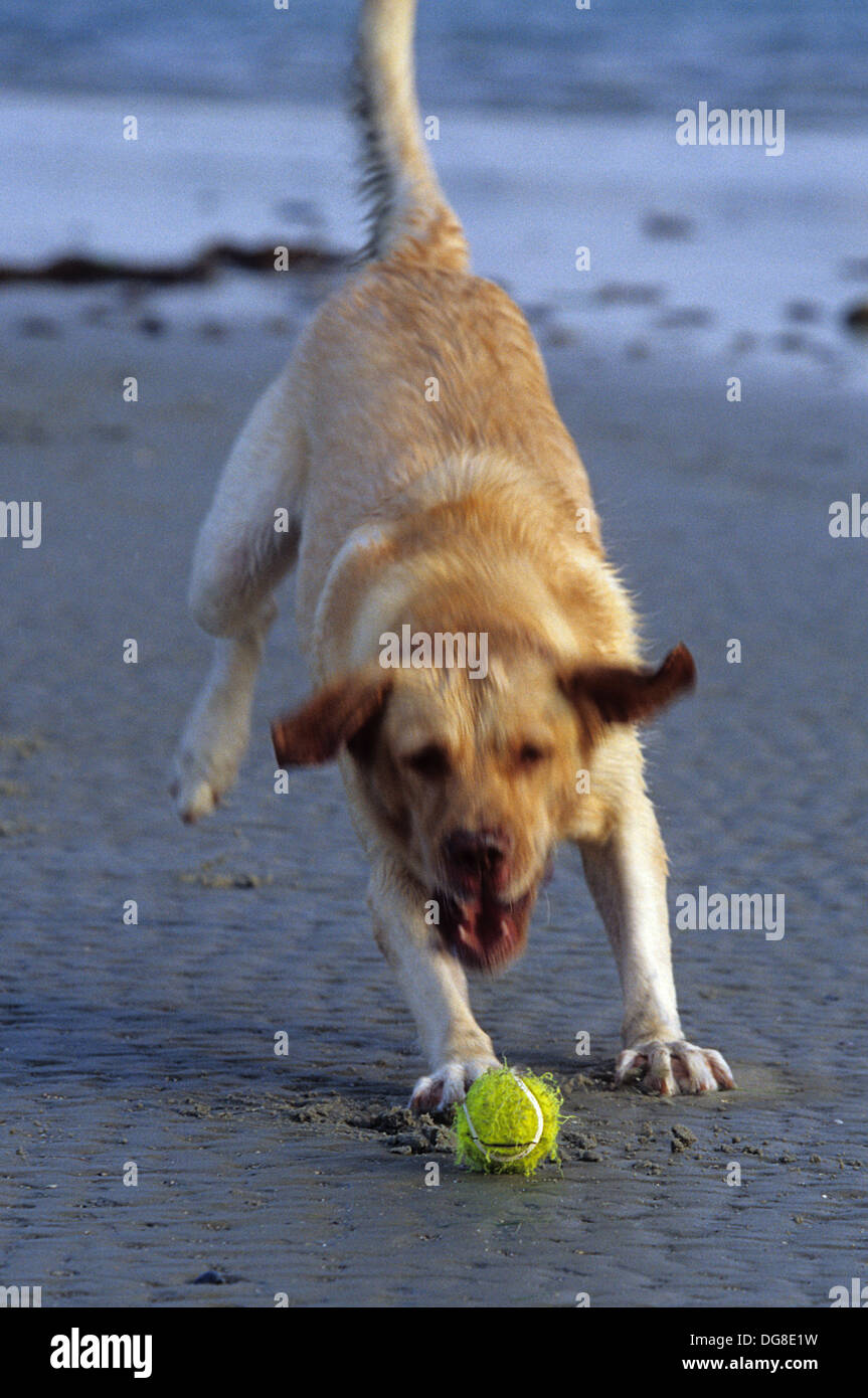 Lab running on the beach hi-res stock photography and images - Alamy