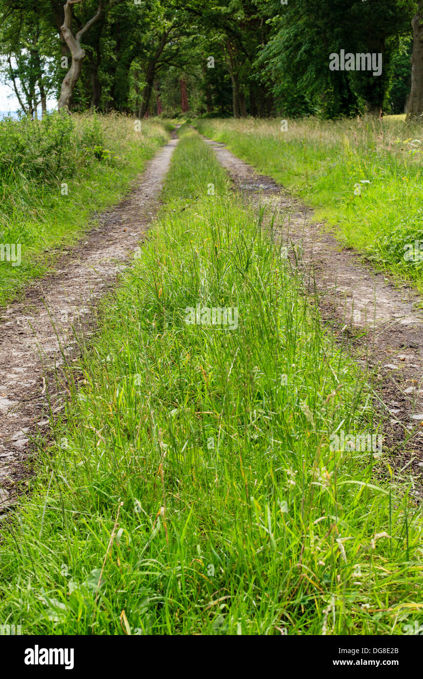 Grass track hi-res stock photography and images - Alamy