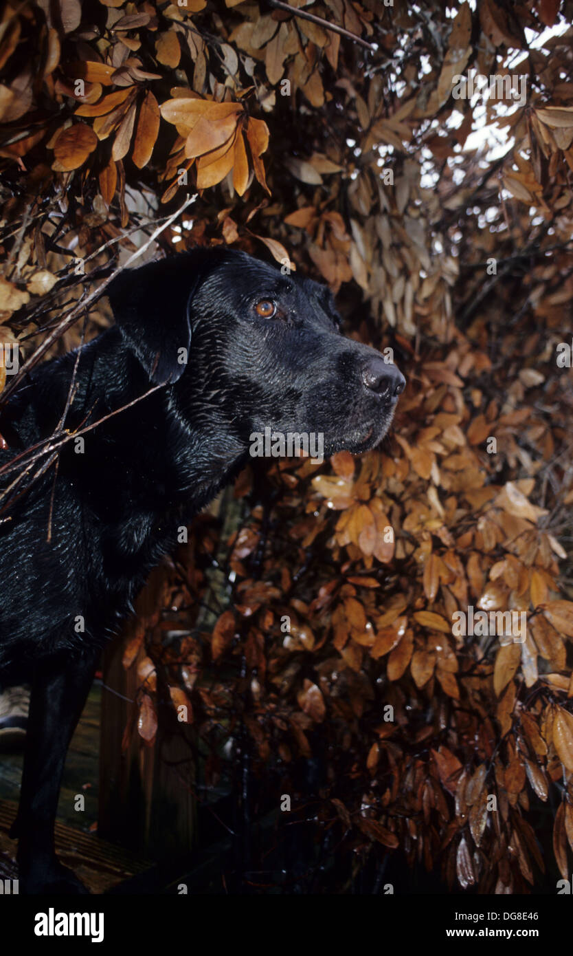 A black Labrador Retriever looks for ducks from a hunting blind near ...