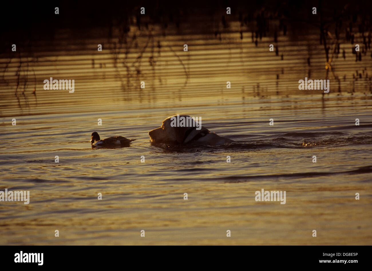 Yellow Labrador Retriever dog swims after a duck while hunting near ...